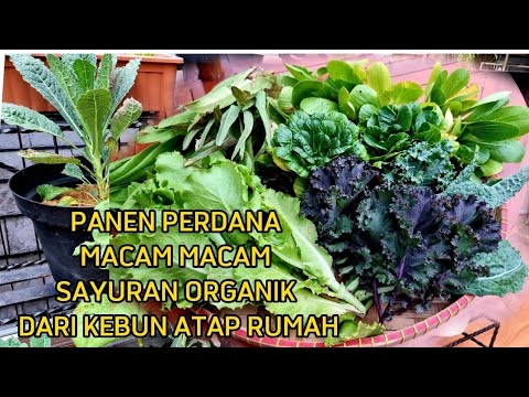 Panen Perdana Macam Macam Sayuran Organik Dari Kebun Atap Rumah @kebunorganikmamaaisyah9654 ...
