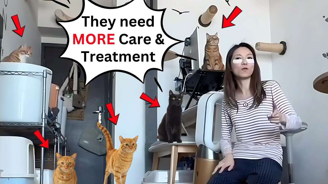 My Loving Routine for Caring for Multiple Cats, Seniors & Special Needs - YouTube