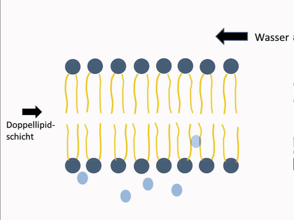 Stofftransport durch Biomembranen - Freie Diffusion - Permeation - YouTube