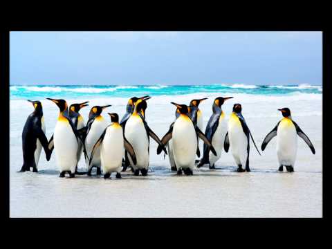 Penguin Dance Balkan Version
