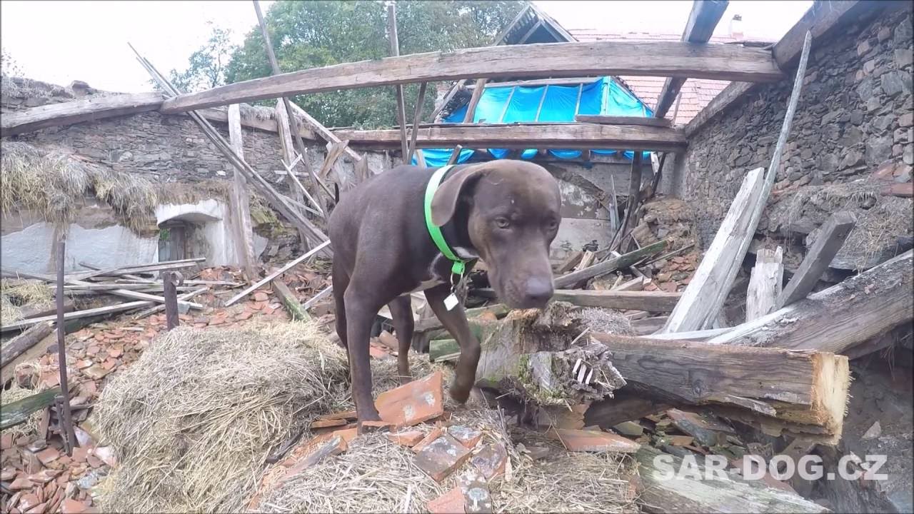 SAR-DOG.CZ: Výcvikový víkend pro psovody záchranných psů - Tour de ...