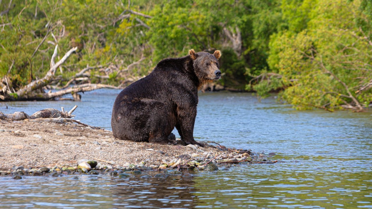 Black Bear Facts: American Black Bear Survival Strategy in The Wild ...