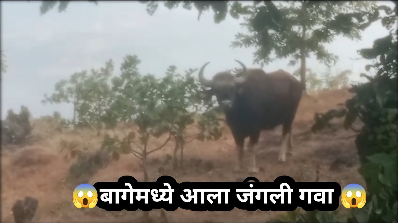 बागेमध्ये आला जंगली गवा l gava, wild animal - YouTube