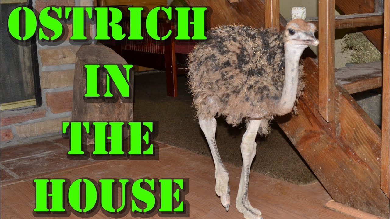 Ostrich in the House - YouTube