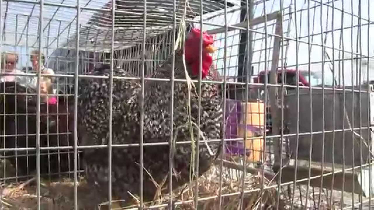Lawrenceburg, KY Chicken Swap - YouTube