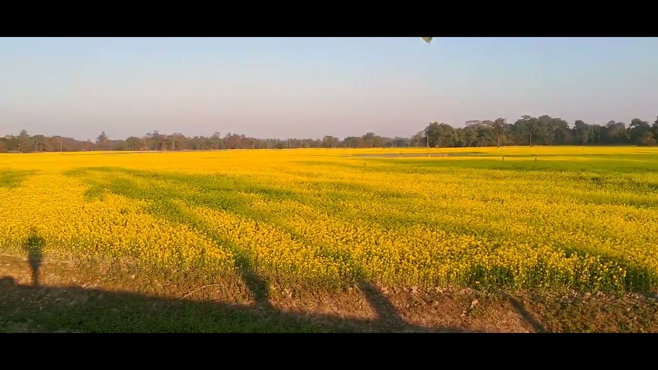 Yellow yellow - YouTube