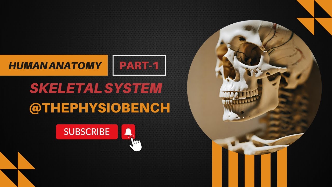 "HUMAN ANATOMY" The Skeletal System Part 1 @ThephysioBench - YouTube