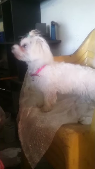 Doxy (aha aký mám dlhý jazyk) - YouTube