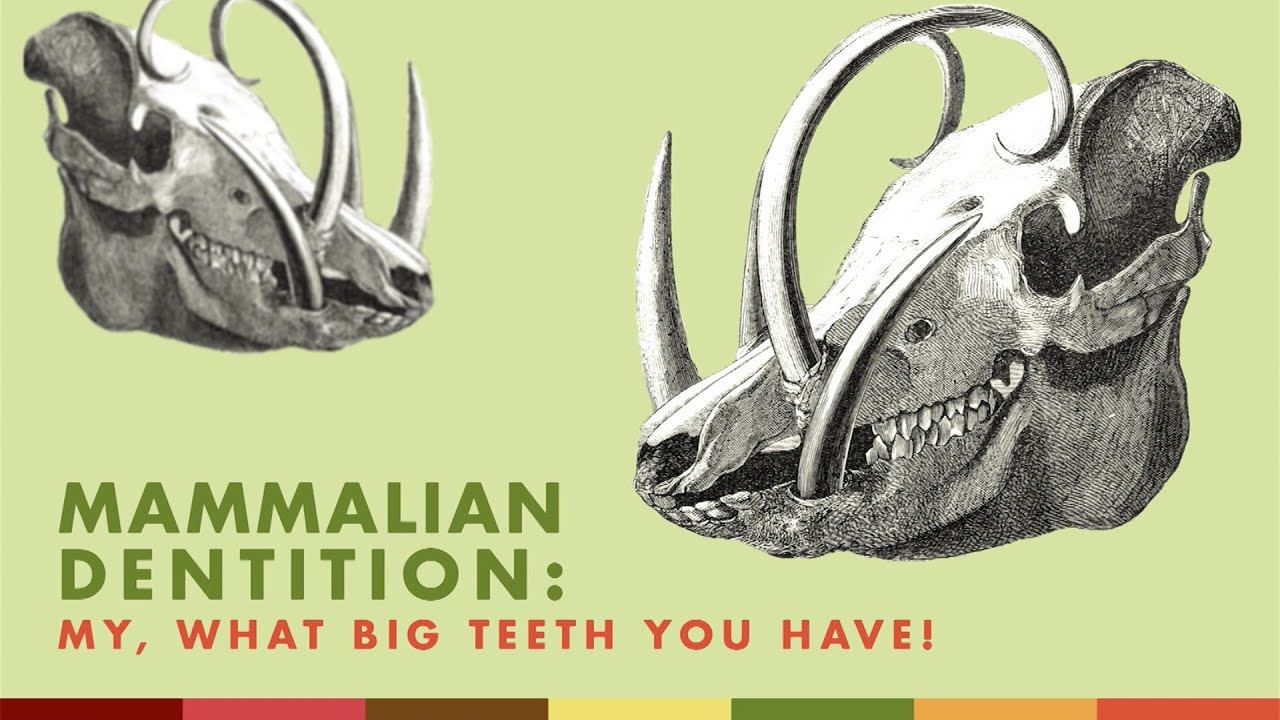 Mammalian Dentition: My, What Big Teeth You Have! - YouTube