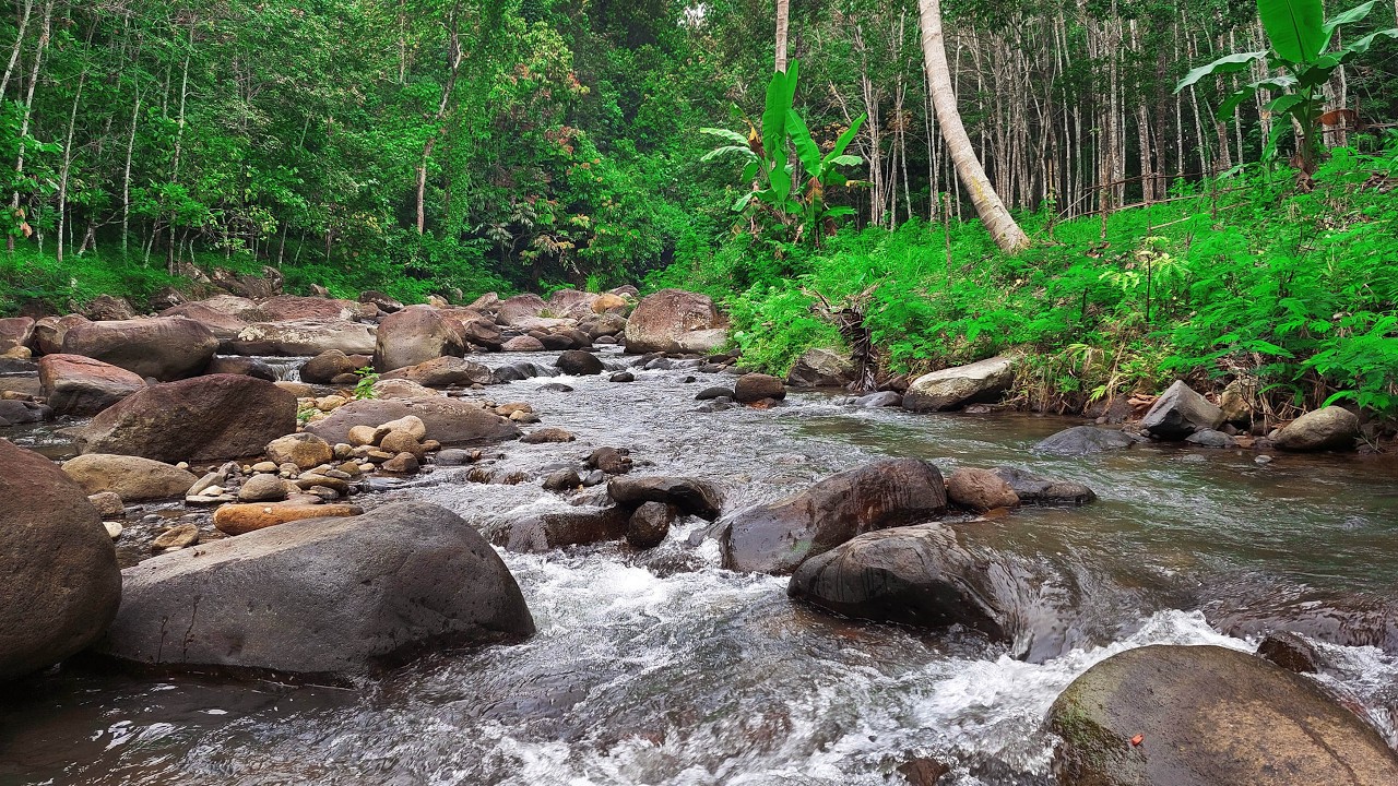 Escape To Serenity: River Sounds Peaceful Forest - Forest River Scene ...