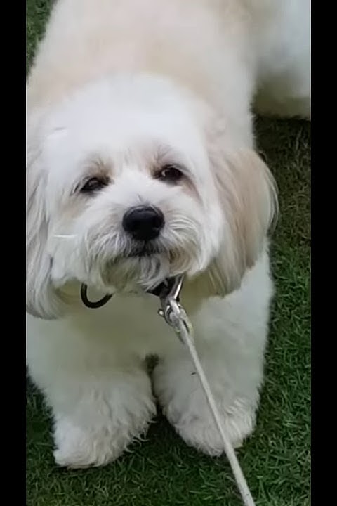 Weird dog don't want go for walk (Bichon Frise) - YouTube