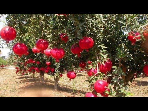 The biggest pomegranates farm in CA! - YouTube