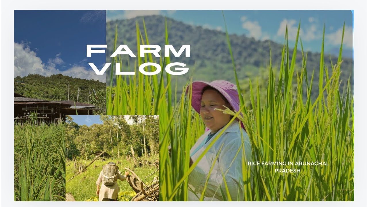 Rice farming and weeding in Arunachal Pradesh - YouTube