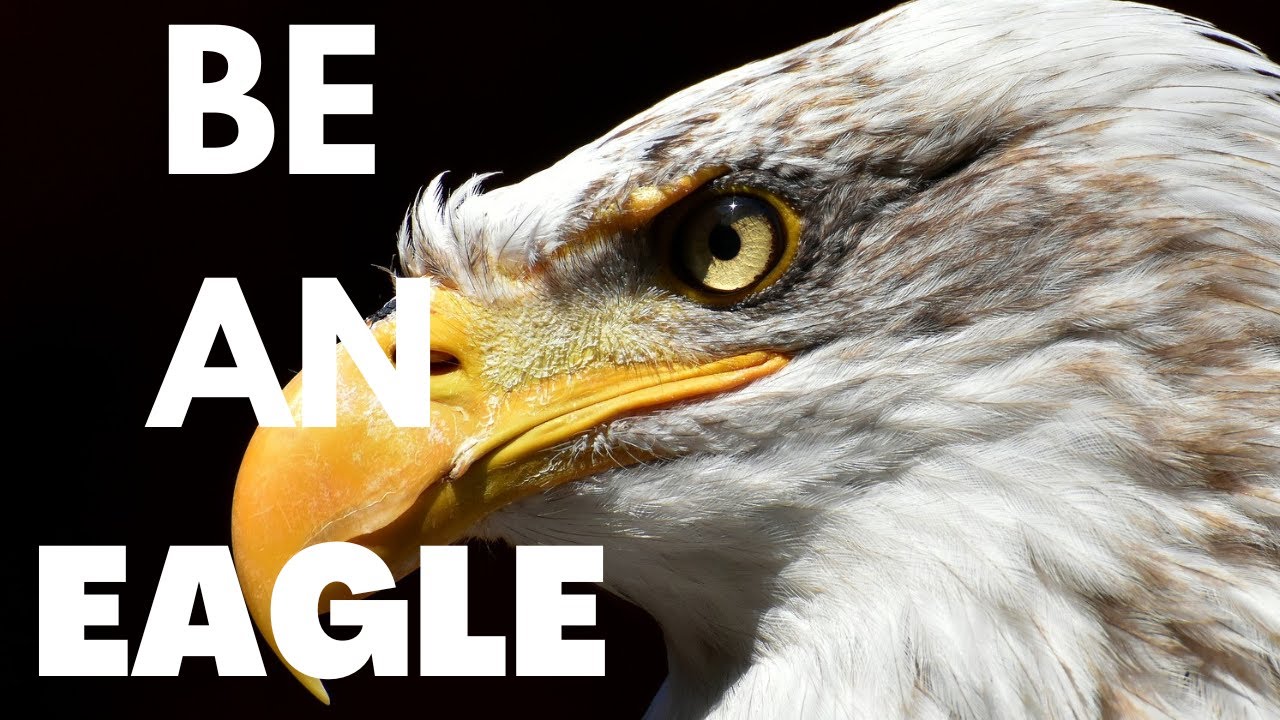 The Eagle attitude {Eagle Mentality } Powerful Motivational Video - YouTube