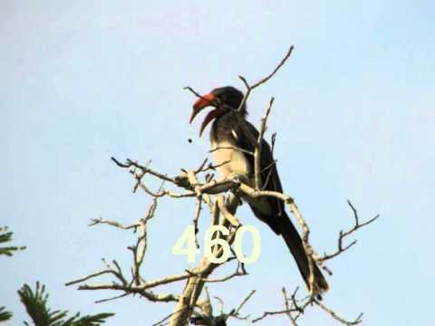 460 Gekroonde Neushoringvoël - YouTube