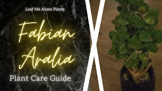 Fabian Aralia Stump (Polyscias scutellaria) Plant Care Guide - For Beginners