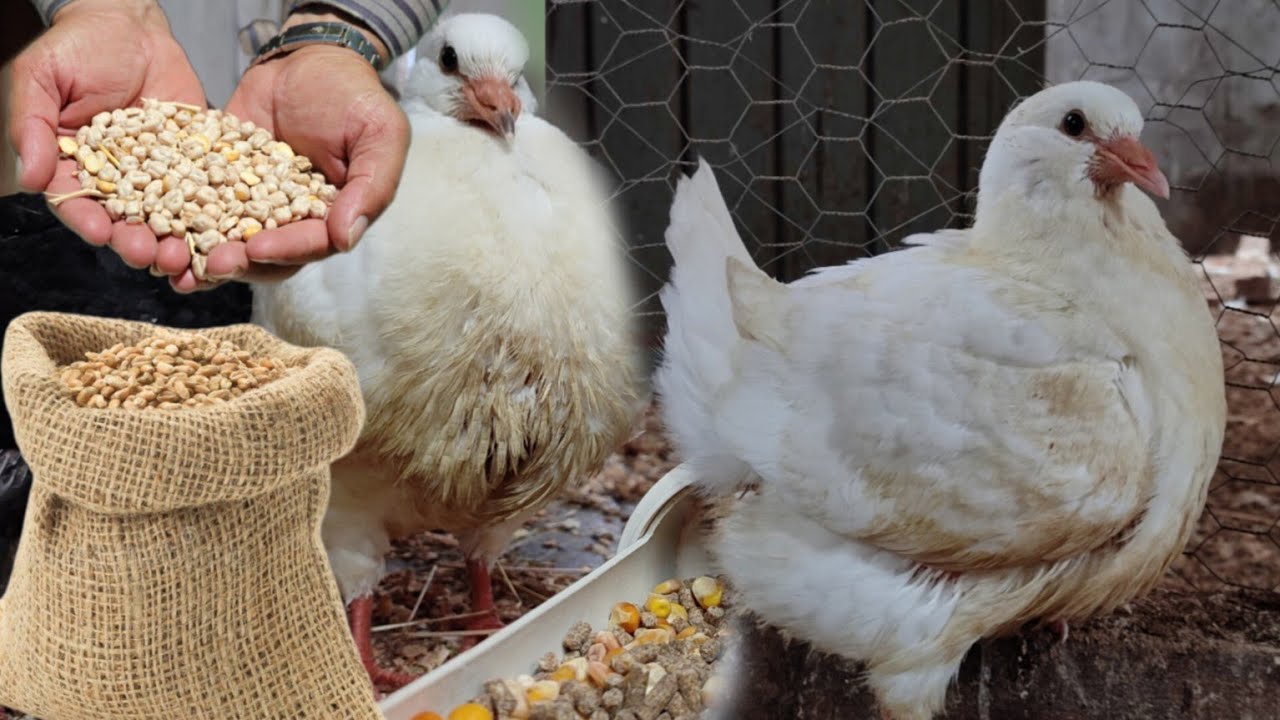 Alimentação POTÊNCIADA Filhotes King Qual Melhor Alimento Para Filhotes ...