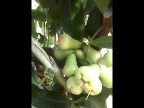 jambu air di demak - YouTube