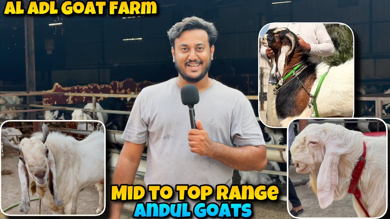 Mid to TOP Range Goats of AL ADL Goat Farm | Apne Budget Ke Hisab Se ...