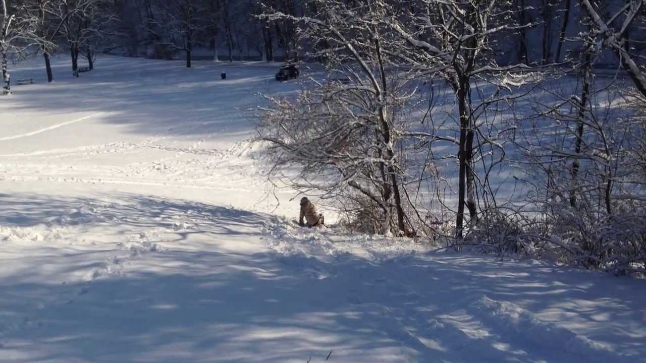 Gage sledding into trees - YouTube