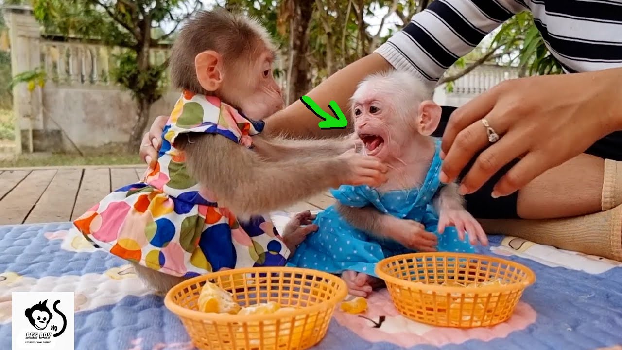 Seynob So Strick in Teaching And Persuade BeeBoy To Eat Orange Like A ...