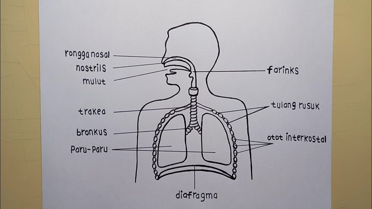 Cara Menggambar Sistem Pernapasan Manusia - YouTube