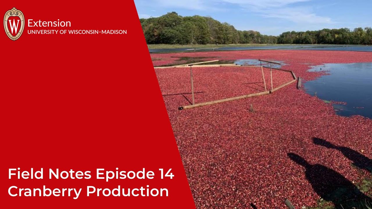 Field Notes Episode 14: Cranberry Production - YouTube