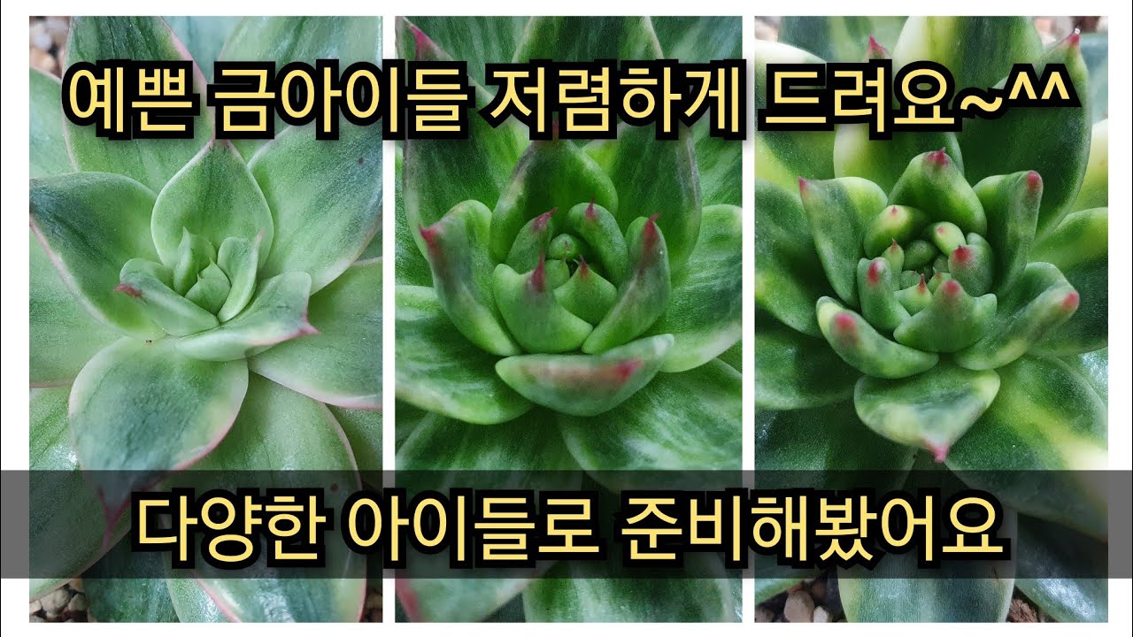 10월 19일 예쁜 레오파드실버금마리아녹금블루진마리아금클라우드퀸금 다육 다육식물 다육이 다육이키우기 다육이금 금다육이 Youtube