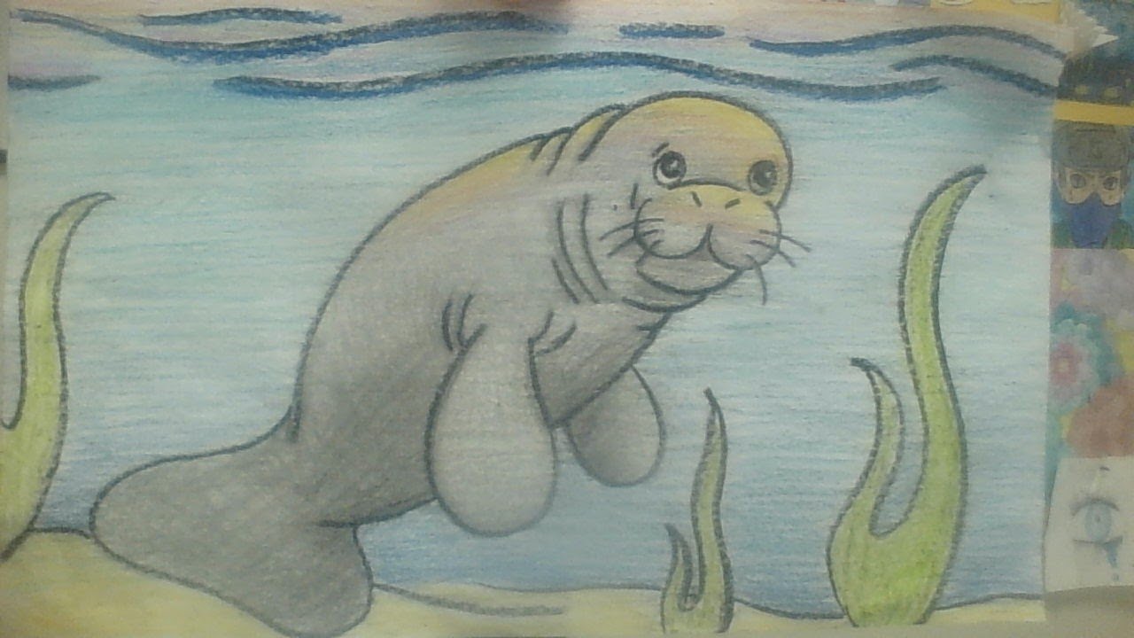 ART: FRIDAY LESSON - How to Draw a Manatee - YouTube