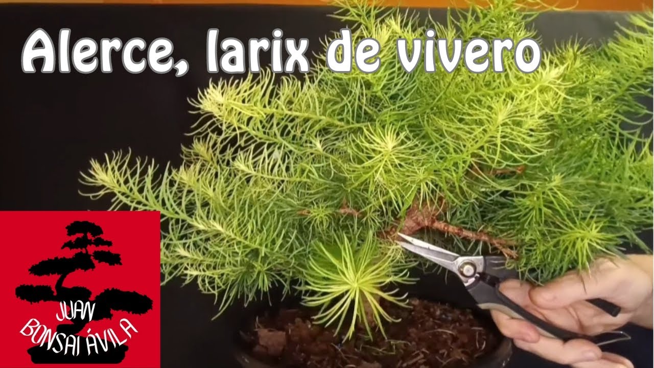 Alerce, larix, planta de vivero, pinzado de verano #bonsai - YouTube