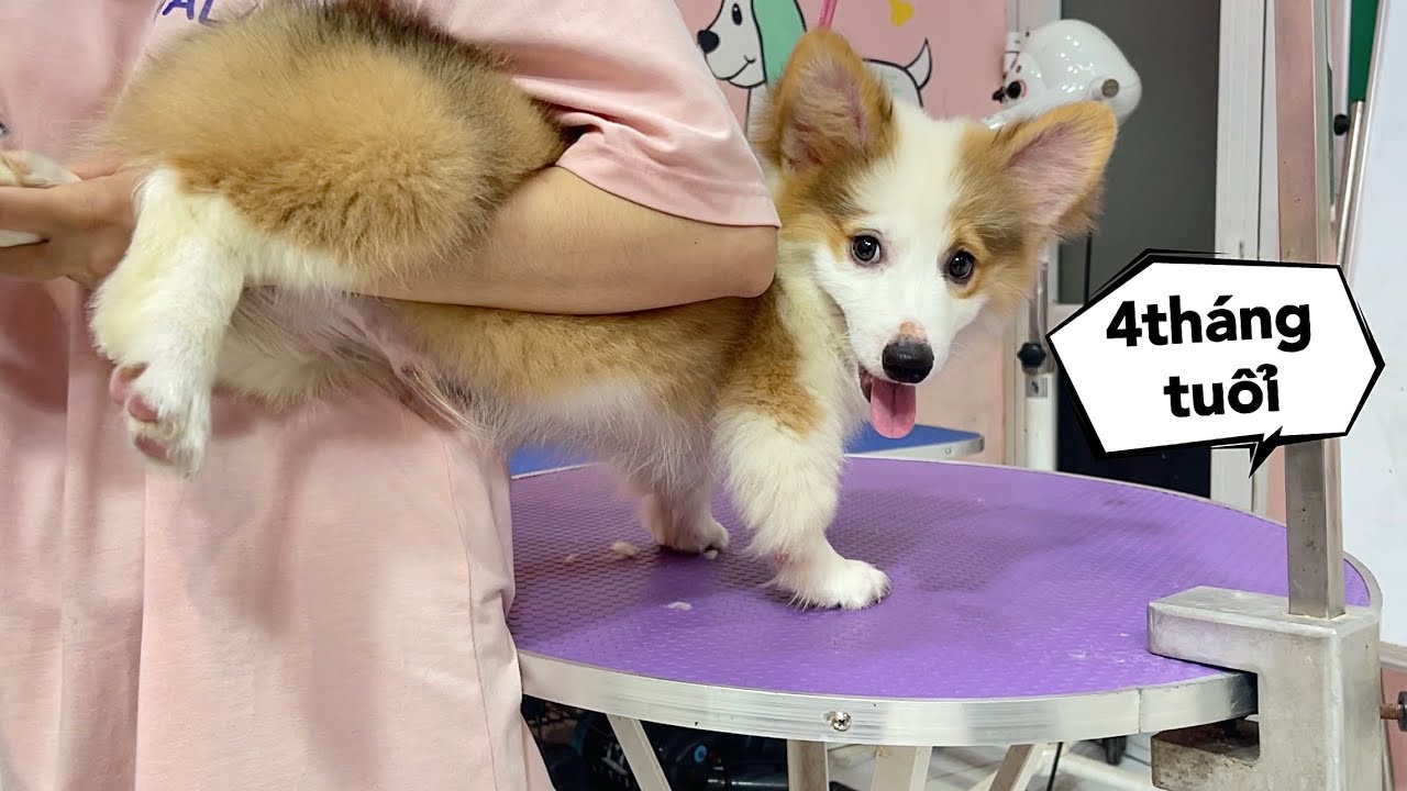 Bé Corgi 4 Tháng Tuổi - Mật Pet FamiLy - YouTube