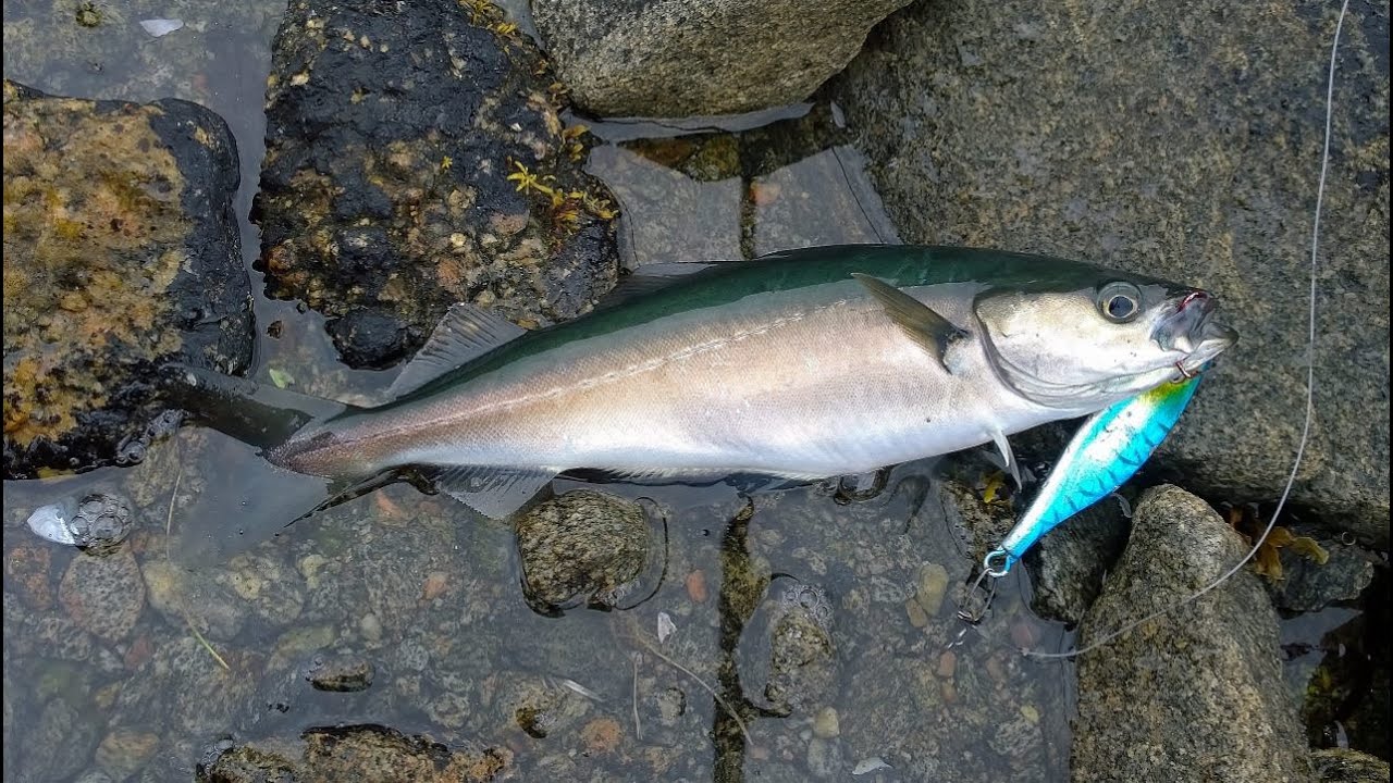 Kiiruna - Lofootit - Kalastus - Osa 2/3 - 2014 Elokuu. Lofoten ...