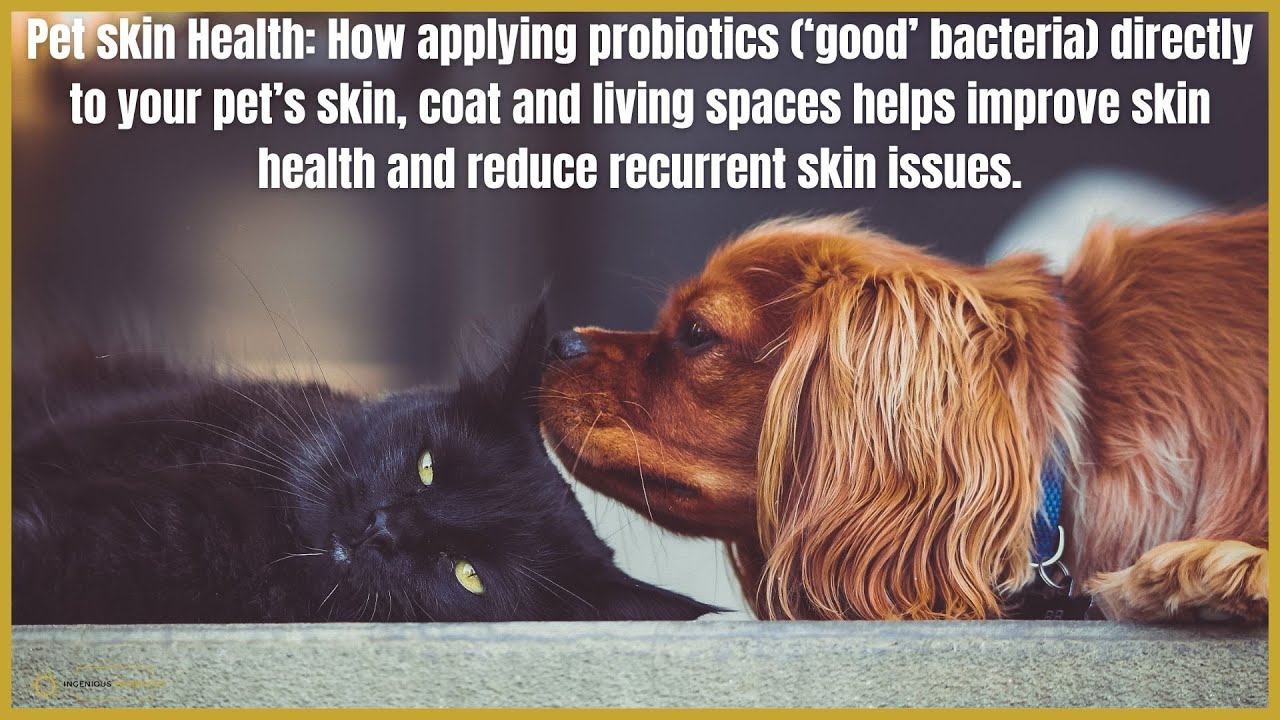 Pet skin Health: How applying probiotics to your pet's skin & living ...