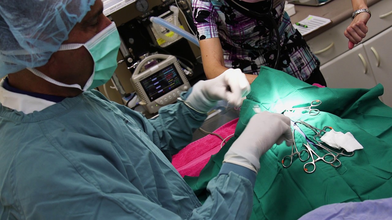 24/7 Emergency Pet Care at Clarkson Village Animal Hospital - YouTube