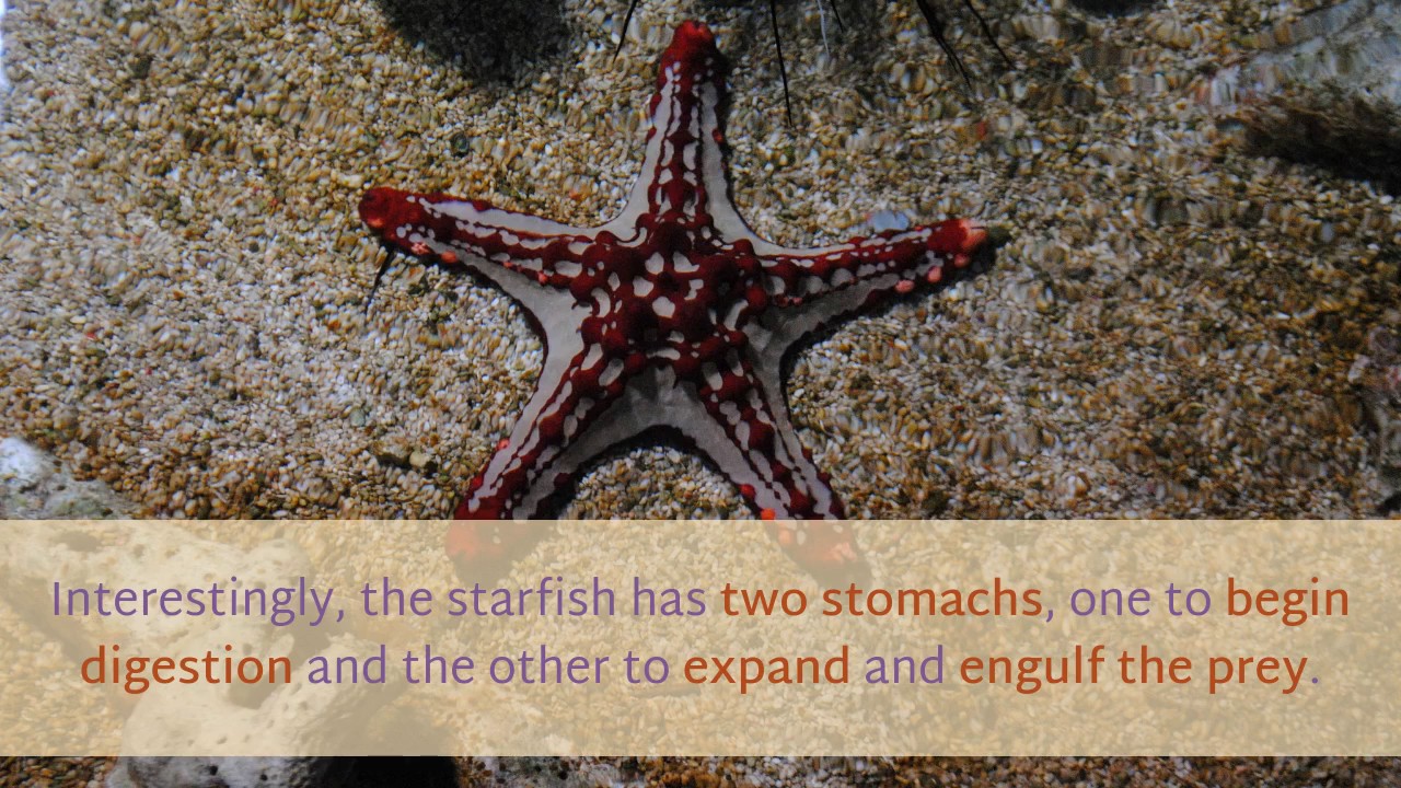 15 Cool Facts You May Not Know About Starfish - YouTube