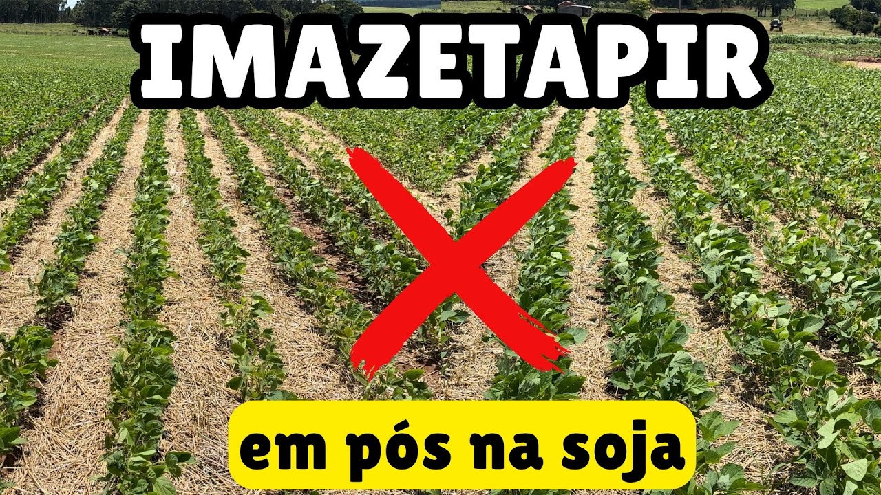 FITO SILENCIOSA DO IMAZETAPIR!! - YouTube