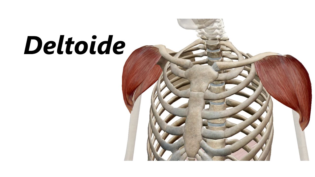 Anatomia Do Musculo Deltoide Coracobraquial Músculo Deltóide Png