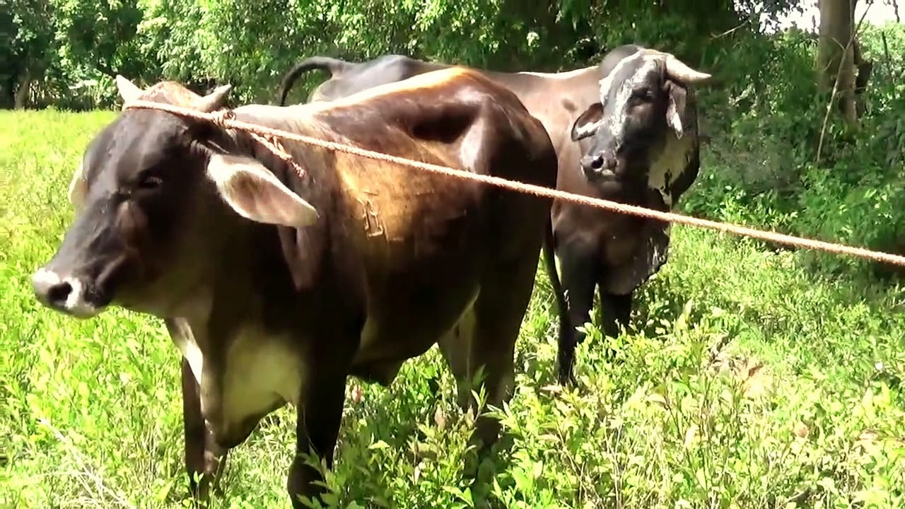 Un toro y una vaca se aparean Incredible Power Breed Cow Australia vs ...