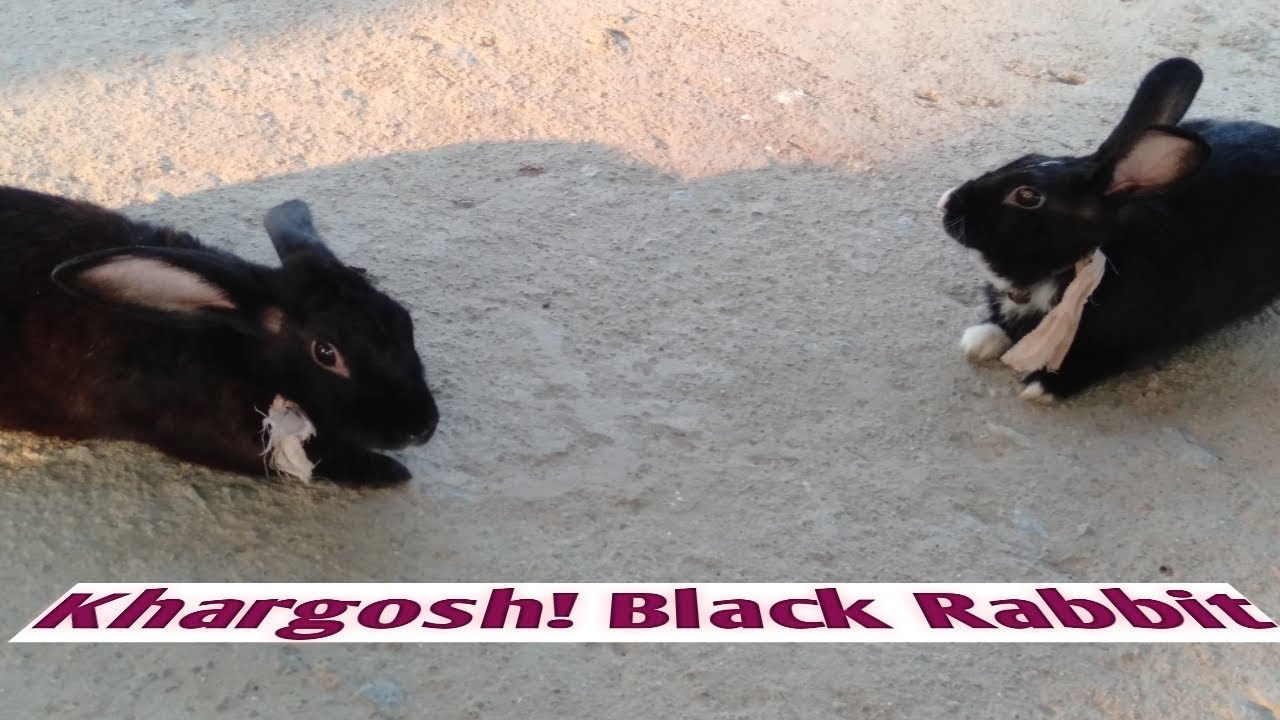 Khargosh! Black Rabbit in Garden - YouTube