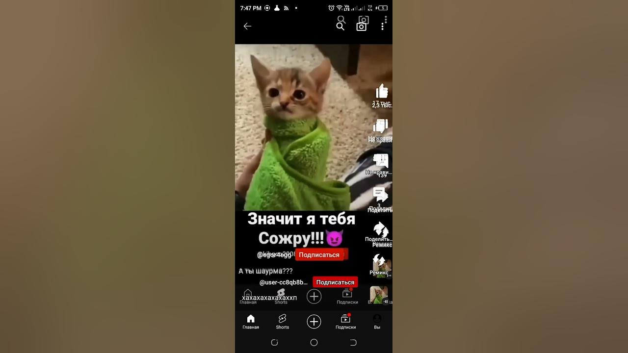 АТЭС Урман Корд форма кот шаурма😂😂😂😂😂😂😂😂😂 - YouTube