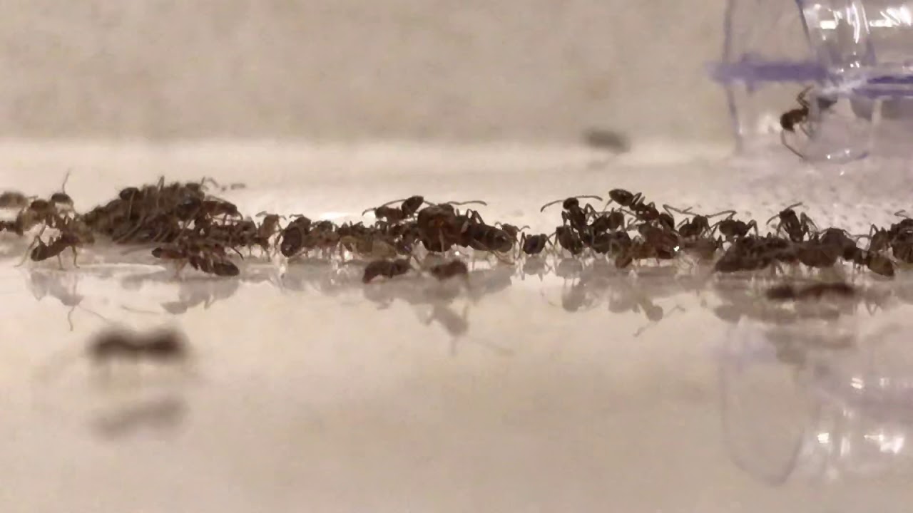 Terro liquid ant bait: close up Queen Ant - YouTube