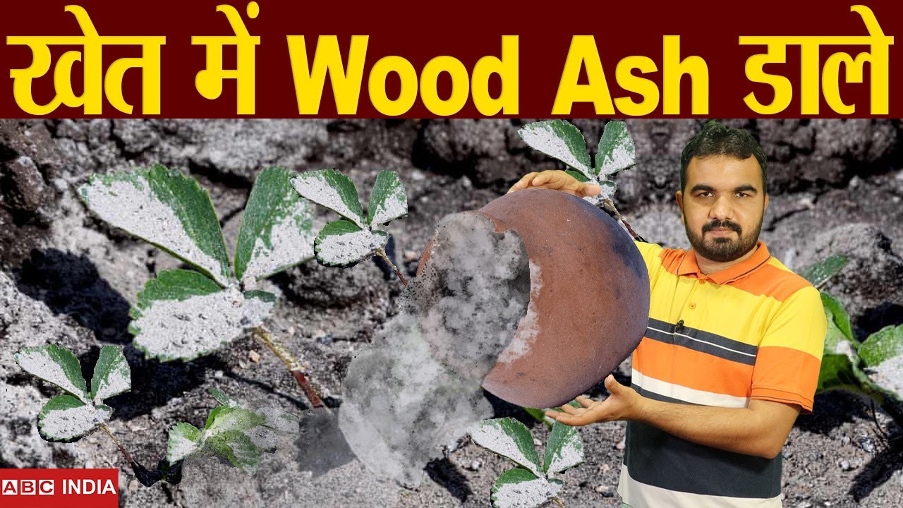 खेत में राख डालने से होता है ये फायदा | Why we use ash in farm ...