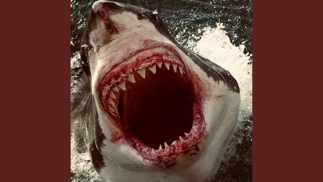 Shark Attack - YouTube
