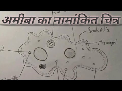 Amoeba ka namankit chitra/Ameoba ki drawing / science important diagram ...