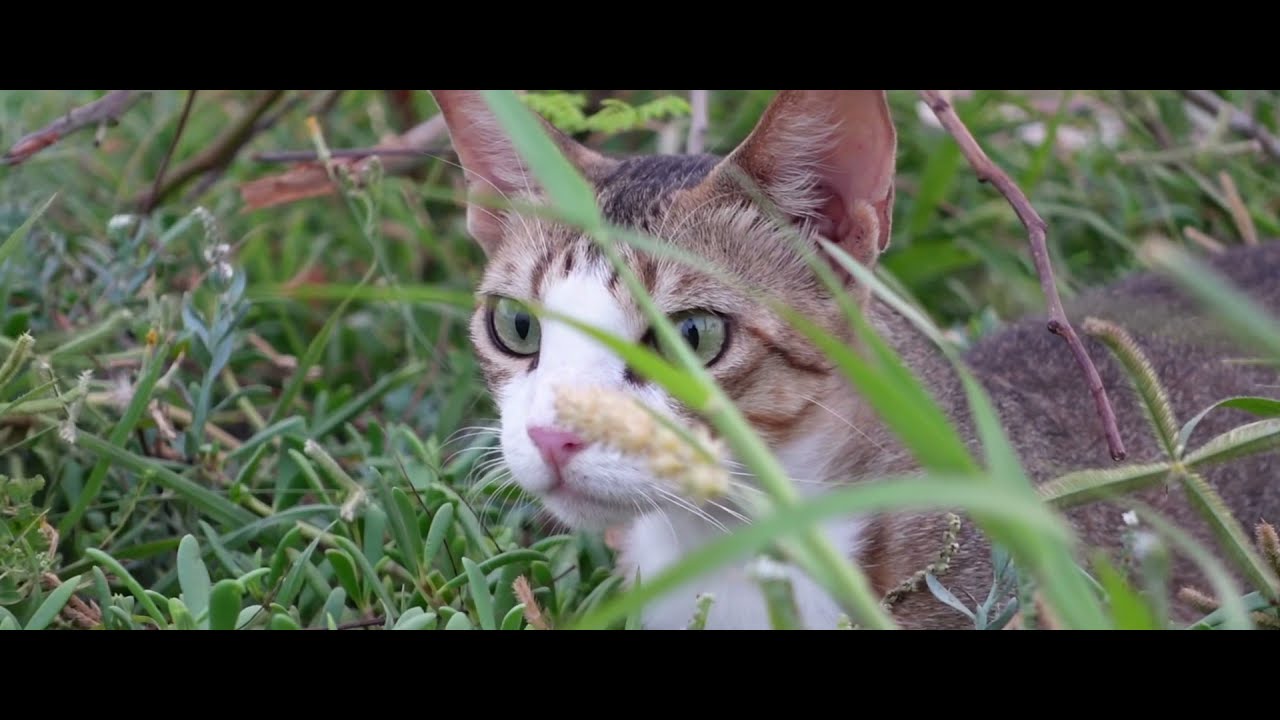 Sony zv1 sample footage | auto intelligent mode 1080p HD - YouTube