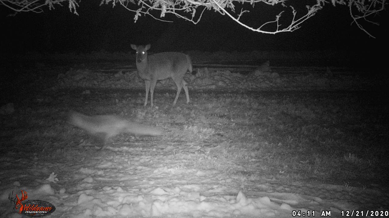 Red Fox and Whitetail Deer Visit - YouTube