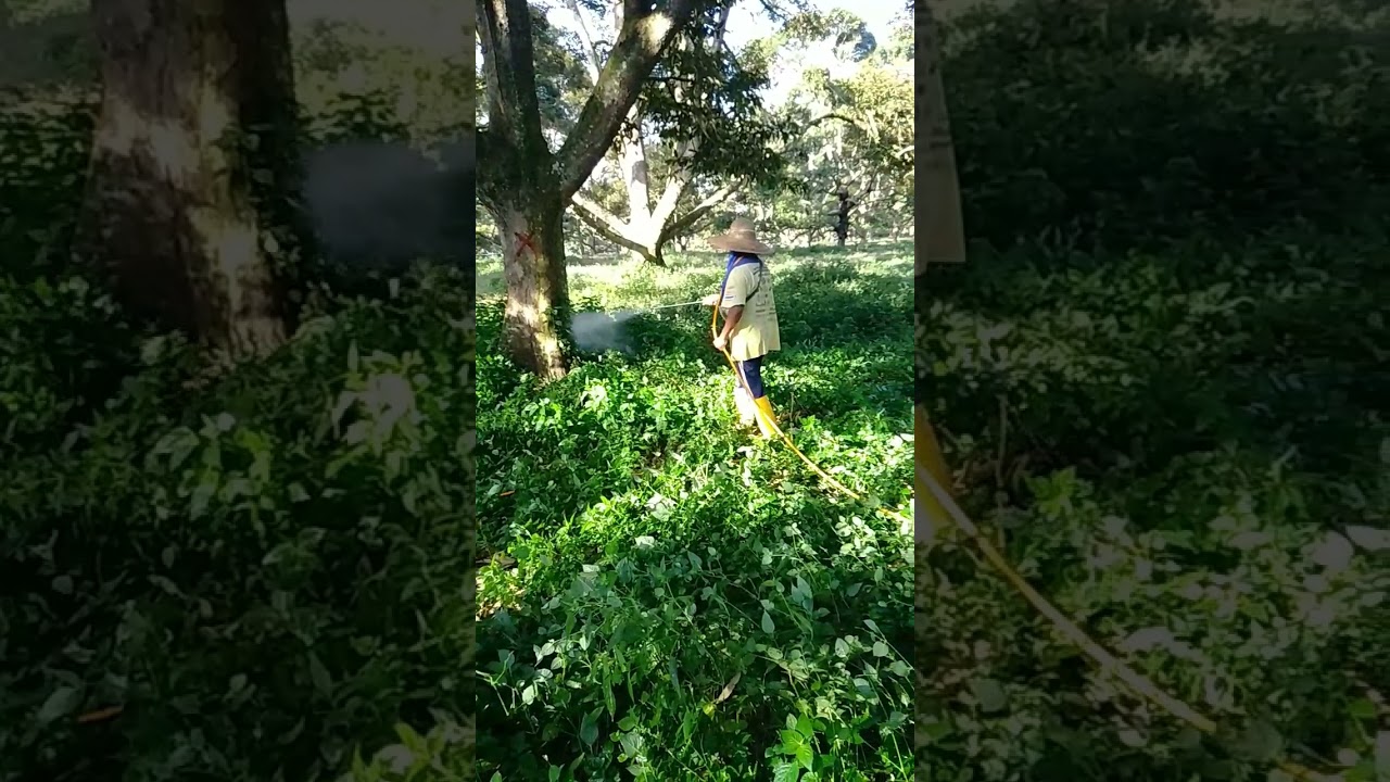 cara meracun rumput di kebun durian agar durian cepat keluar bunga ...