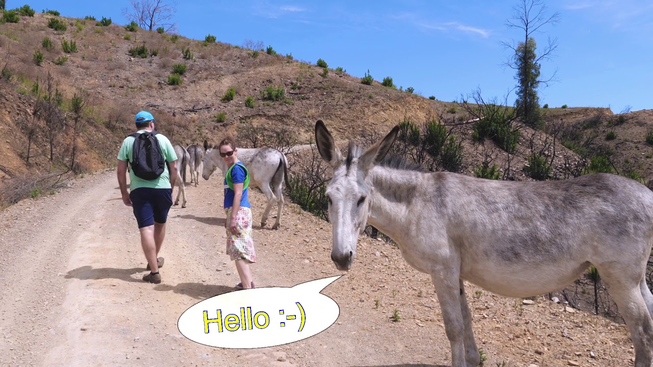 Unique Donkey Walks in the Algarve - Monchique - Portugal - YouTube
