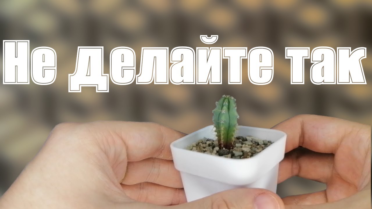 Как ПРАВИЛЬНО пересаживать кактус?! - YouTube