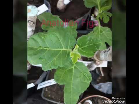Grafting processes on figs